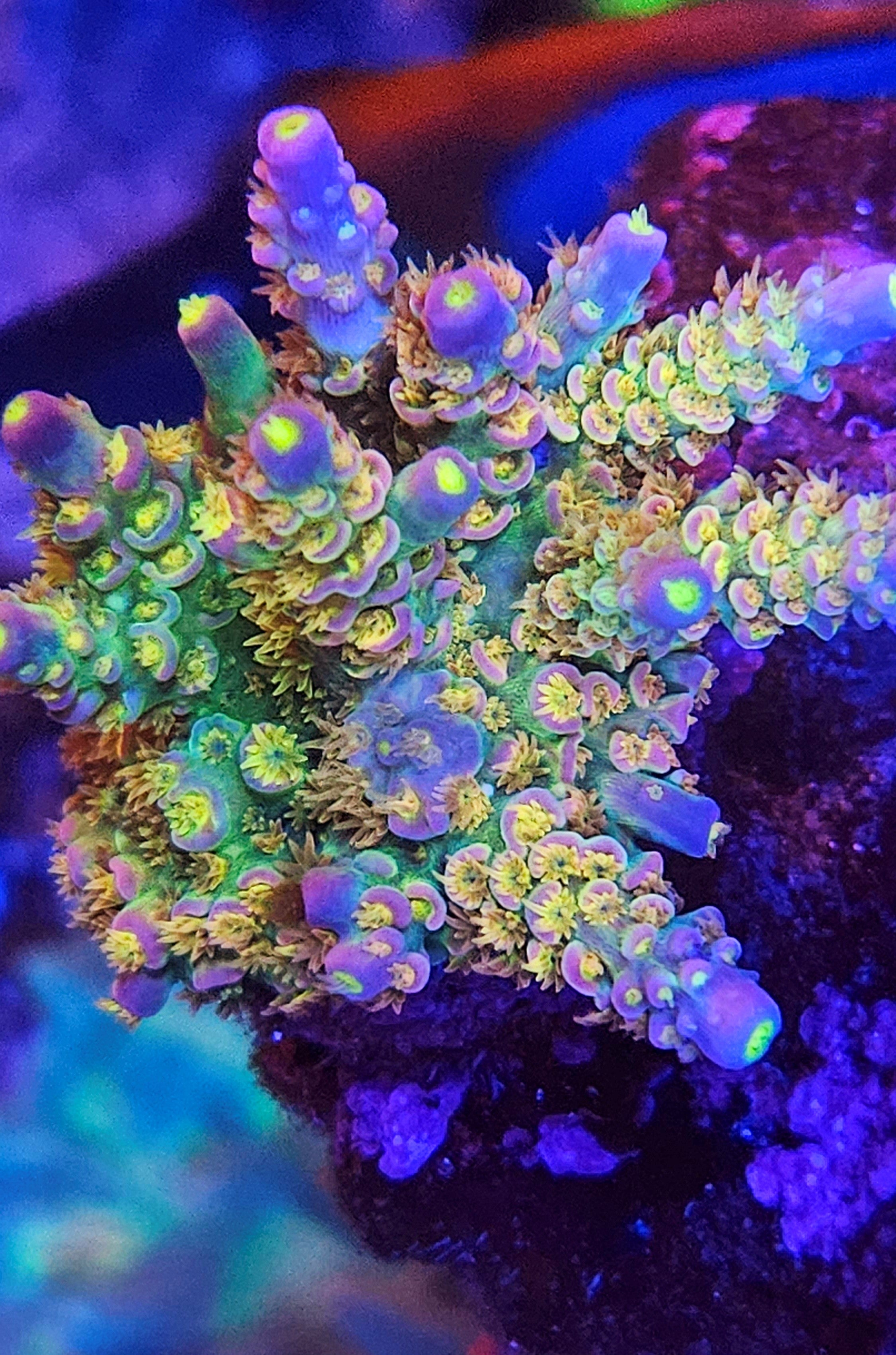 SPS Corals – Queen City Reefs
