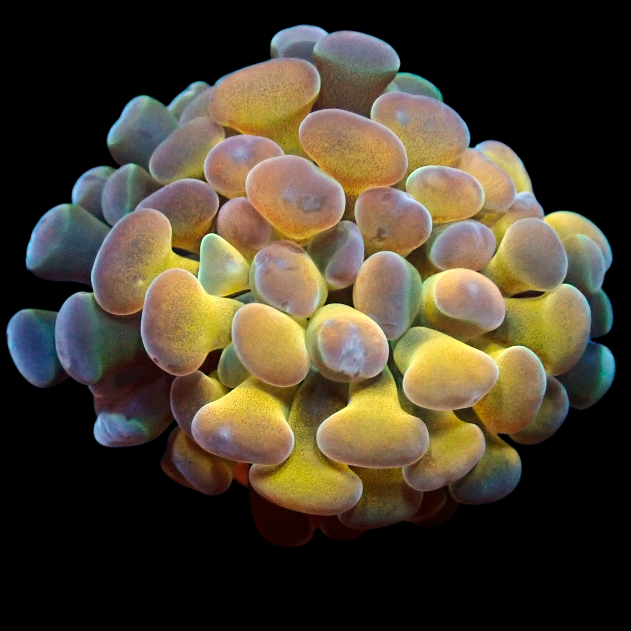 WYSIWYG Goldy Locks Branch Hammer LPS Frag – Queen City Reefs