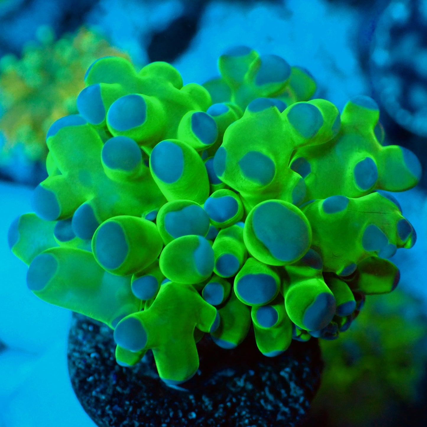 WYSIWYG - Purple Tip Branching Frogspawn LPS Coral Frag – Queen City Reefs